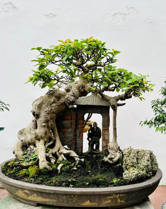 Ý nghĩa bộ cây cảnh tứ linh: Sanh, Si, Đa, Đề - Cây cảnh Nhật Bản